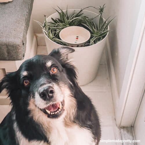 Viral DIY Dog Water Bowl Plant Hack - Simple Made Pretty (2026)